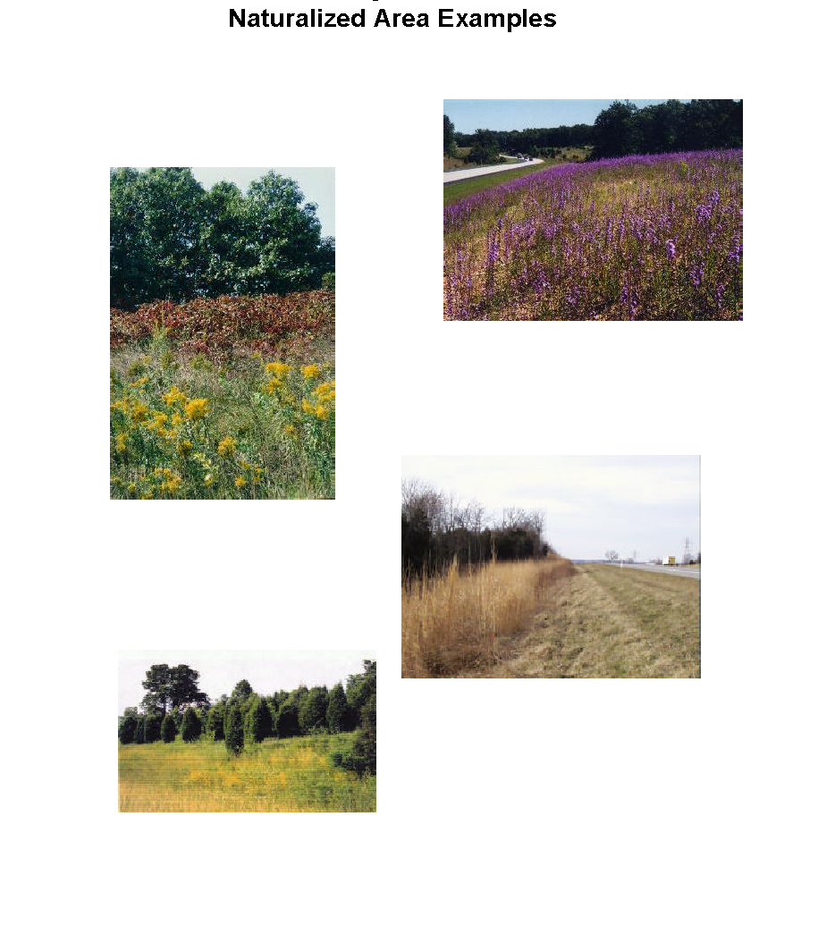 File:822.7 Naturalized Areas.png - Engineering Policy Guide