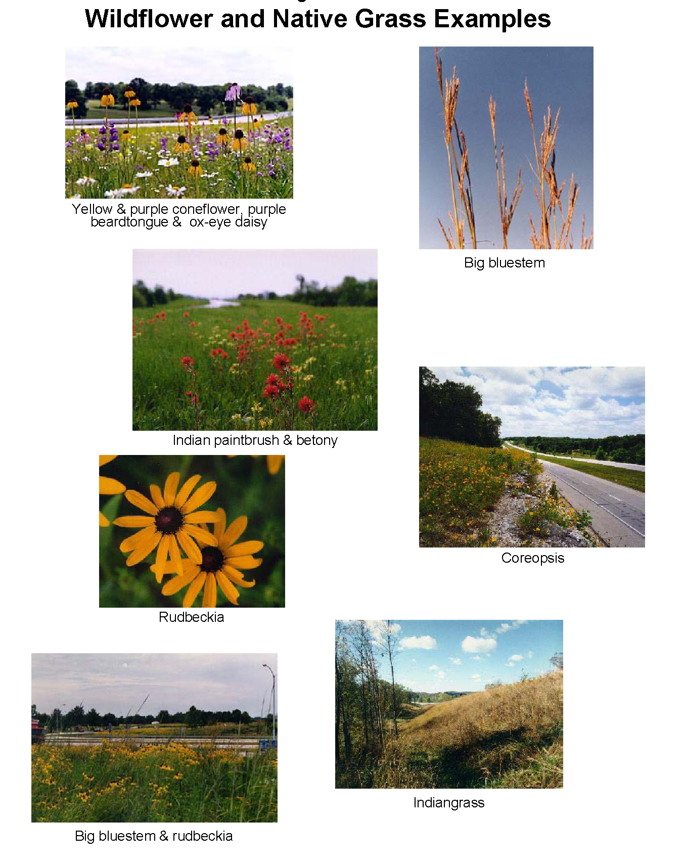 File 822 7 Wildflower And Native Grass Png Engineering Policy Guide