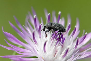 821.18 Noxious Weeds - Engineering_Policy_Guide